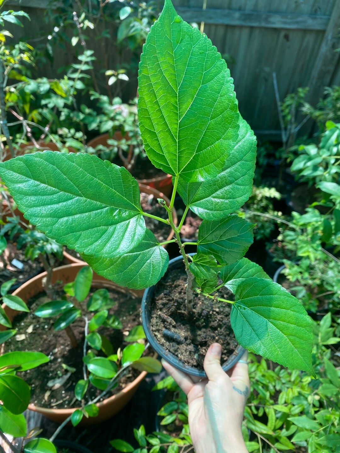 Thai Dwarf Mulberry Rooted Cutting 1 Gal - Etsy