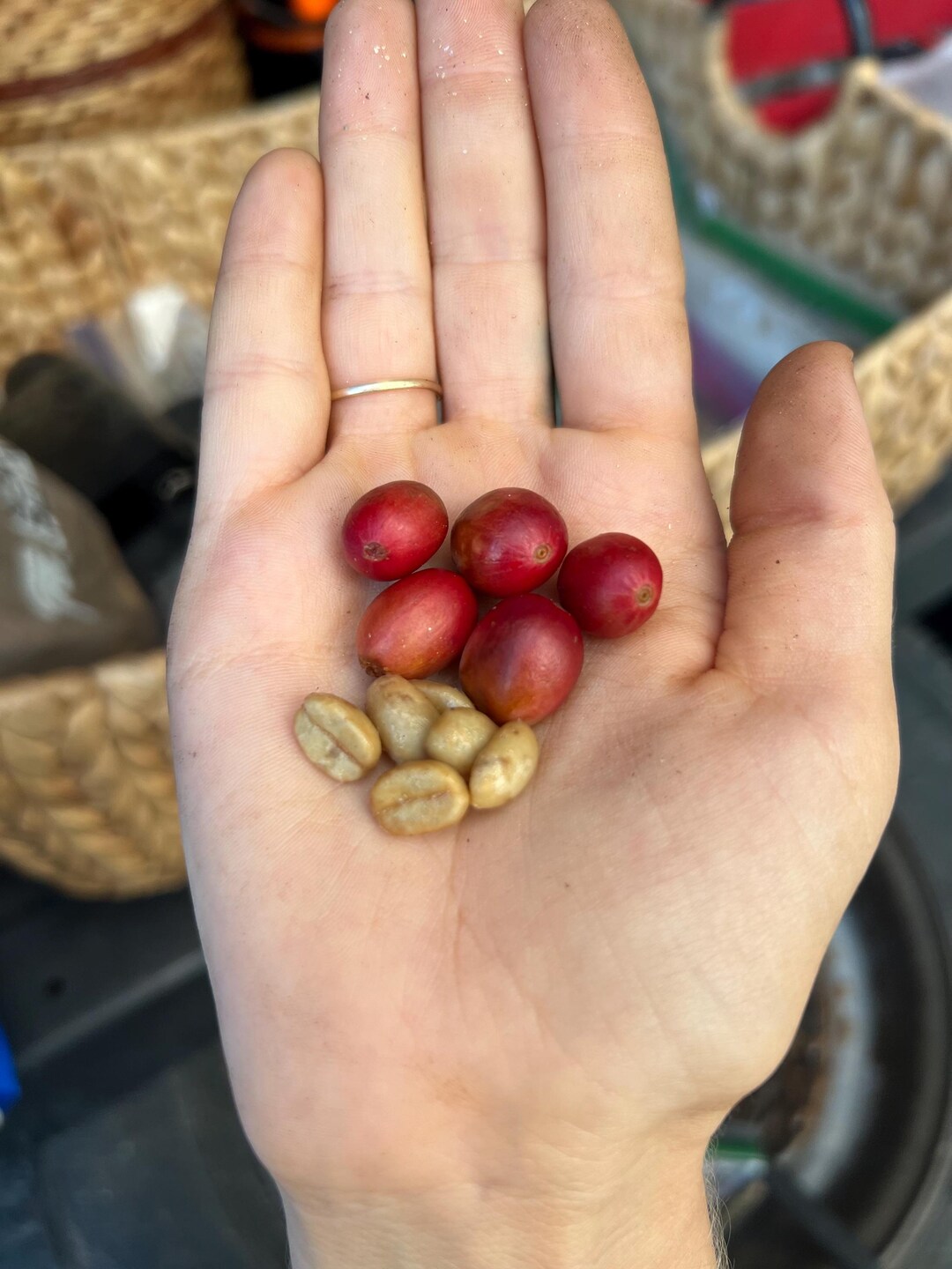 10+ Arabica Coffee SEEDS - Etsy