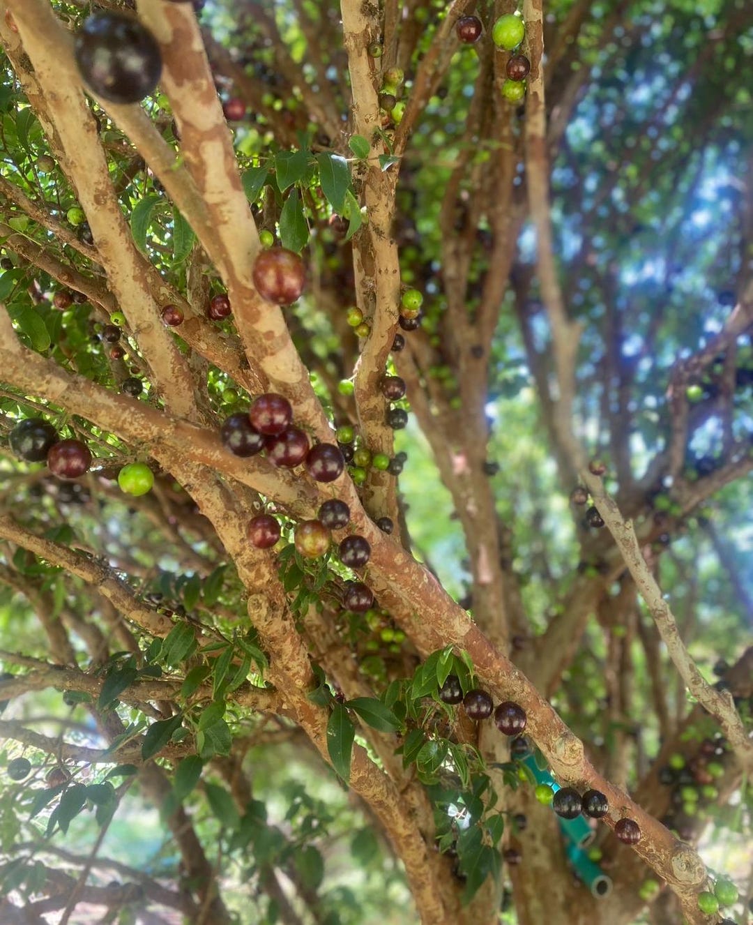 2 Yr Old Red Hybrid Jaboticaba Seedling - Etsy
