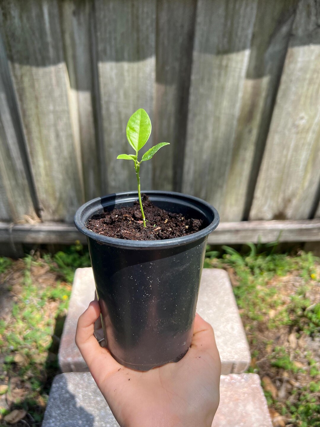 Purple Possum Passionfruit 4 Inch Pot - Etsy