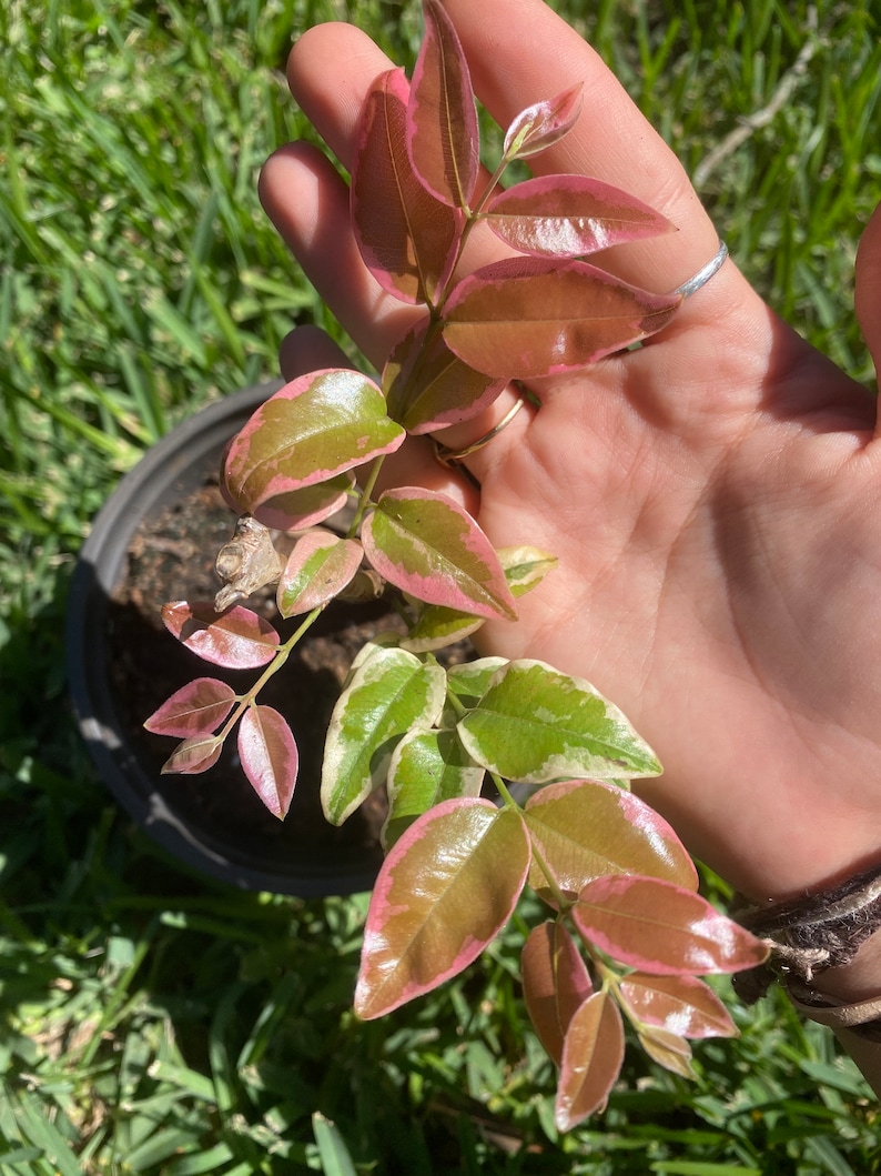 Variegated Paulista Jaboticaba 2 SCIONS - Etsy