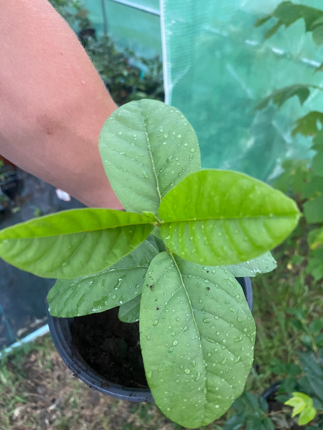 Wild Florida Guava - Etsy