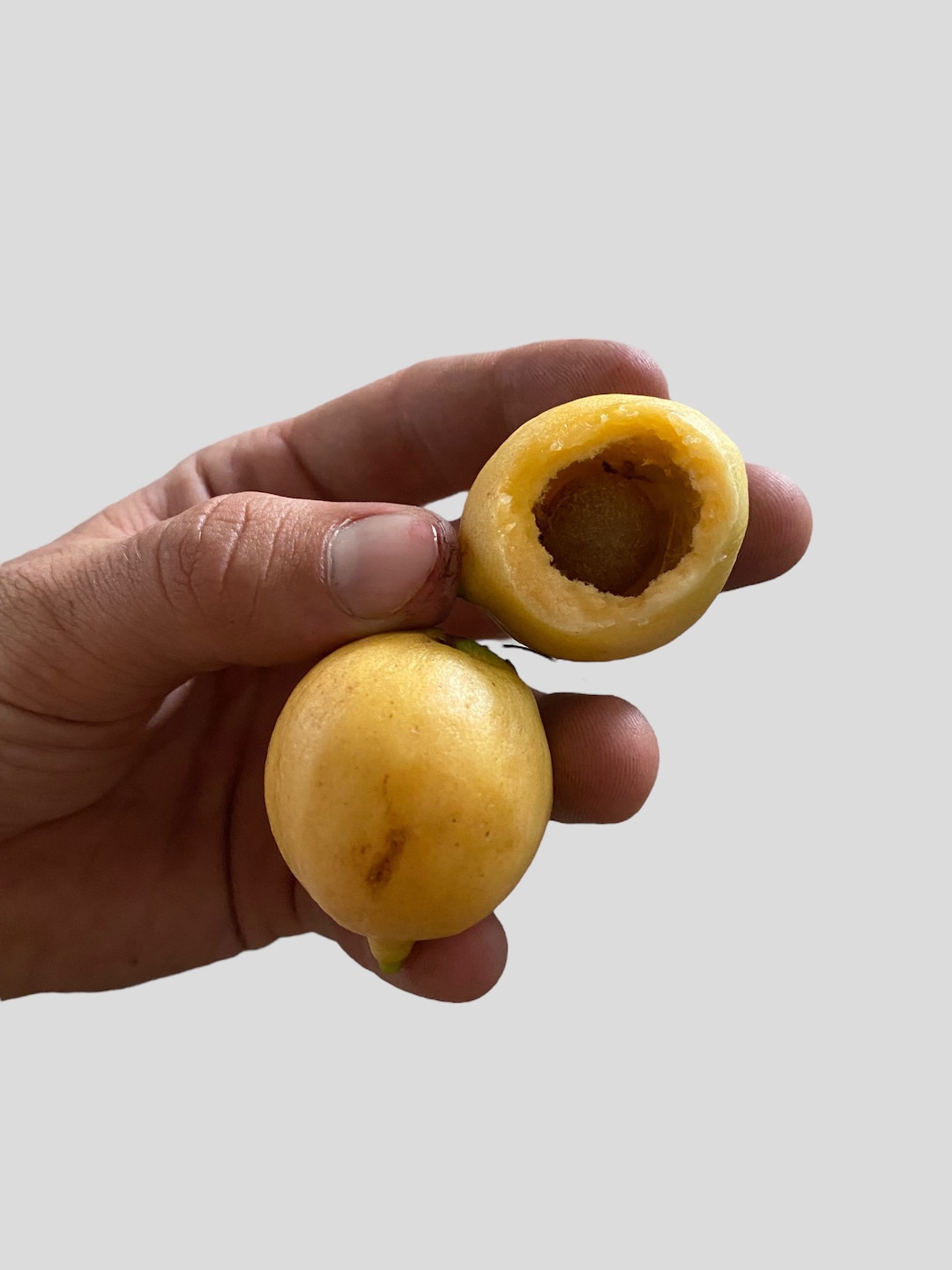 Organic Rose Apple 5 SEEDS - Etsy