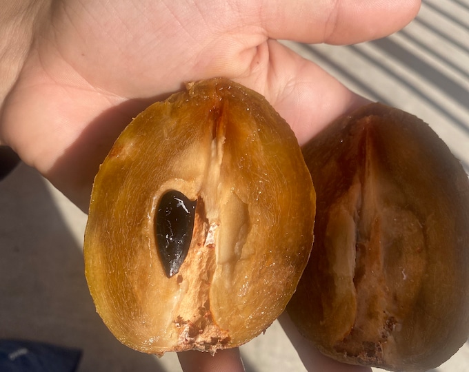 5+ Sapodilla SEEDS - Etsy