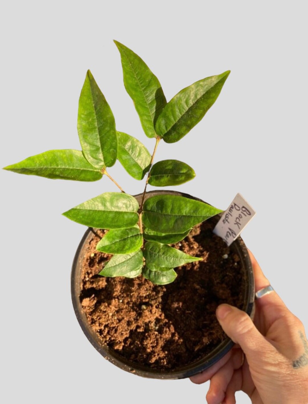 RARE Black Pearl Jaboticaba Seedling - Etsy