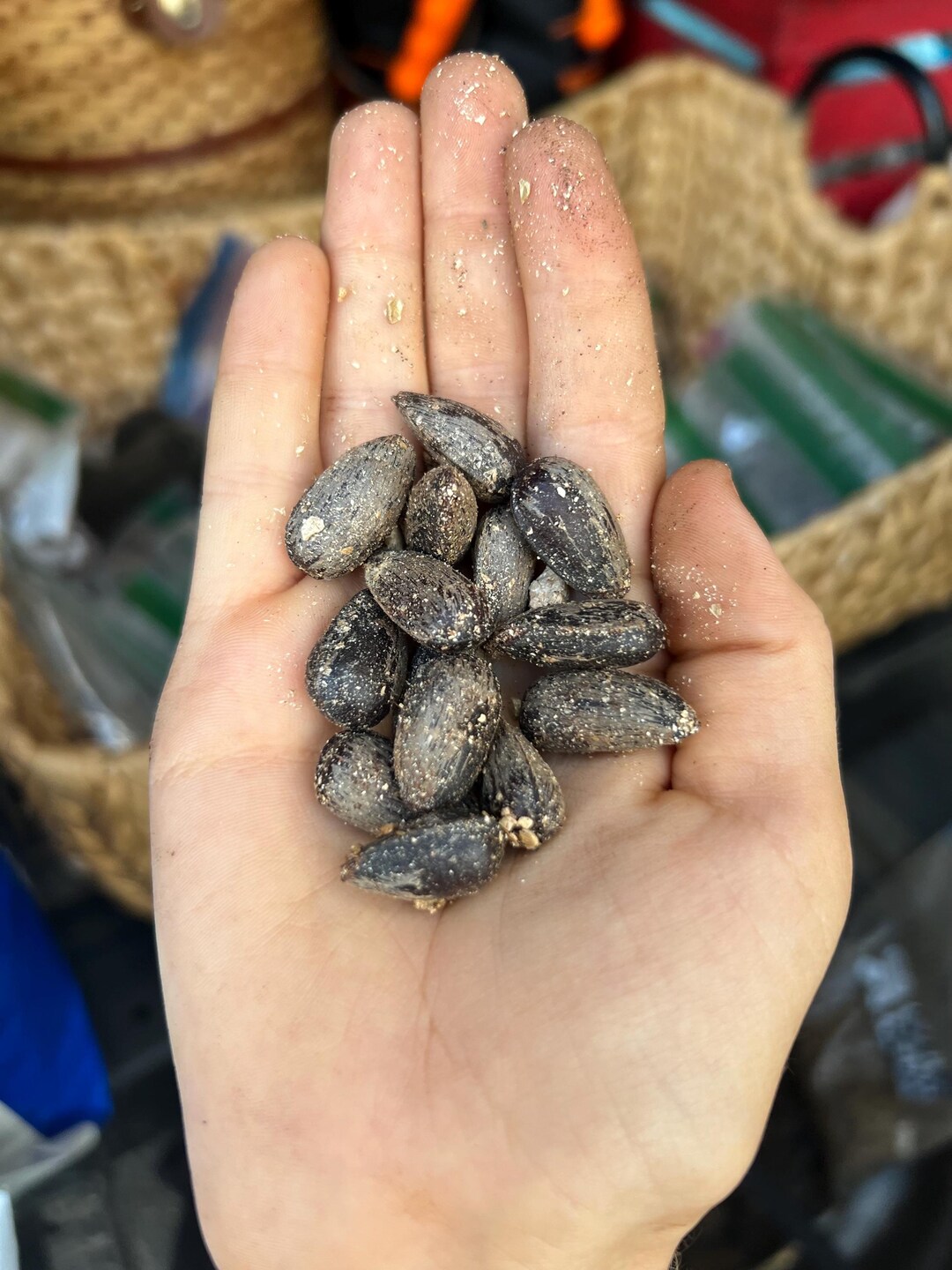 5+ Soncoya (annona Purpurea) SEEDS - Etsy