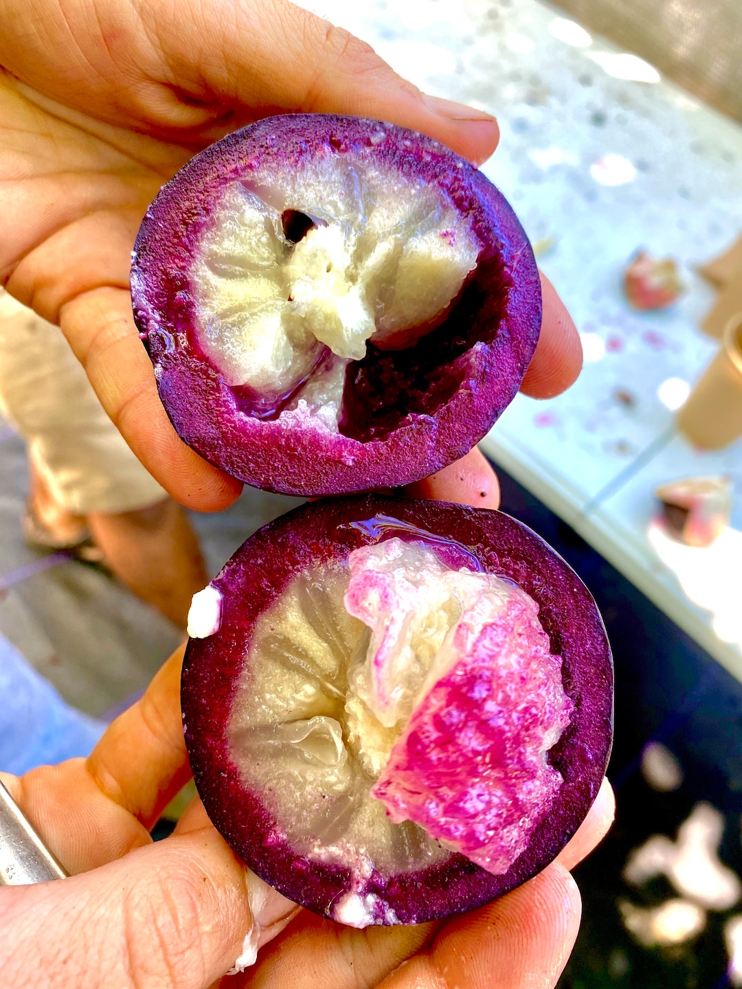 5+ Purple Caimito Star Apple SEEDS - Etsy
