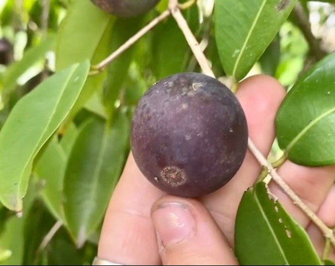 Blue Jaboticaba Seedling Myrciaria Vexator Fake Jaboticaba or Blue ...