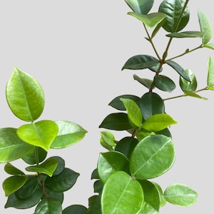 Flowering Pitangatuba or Star Cherry Seedling - Etsy