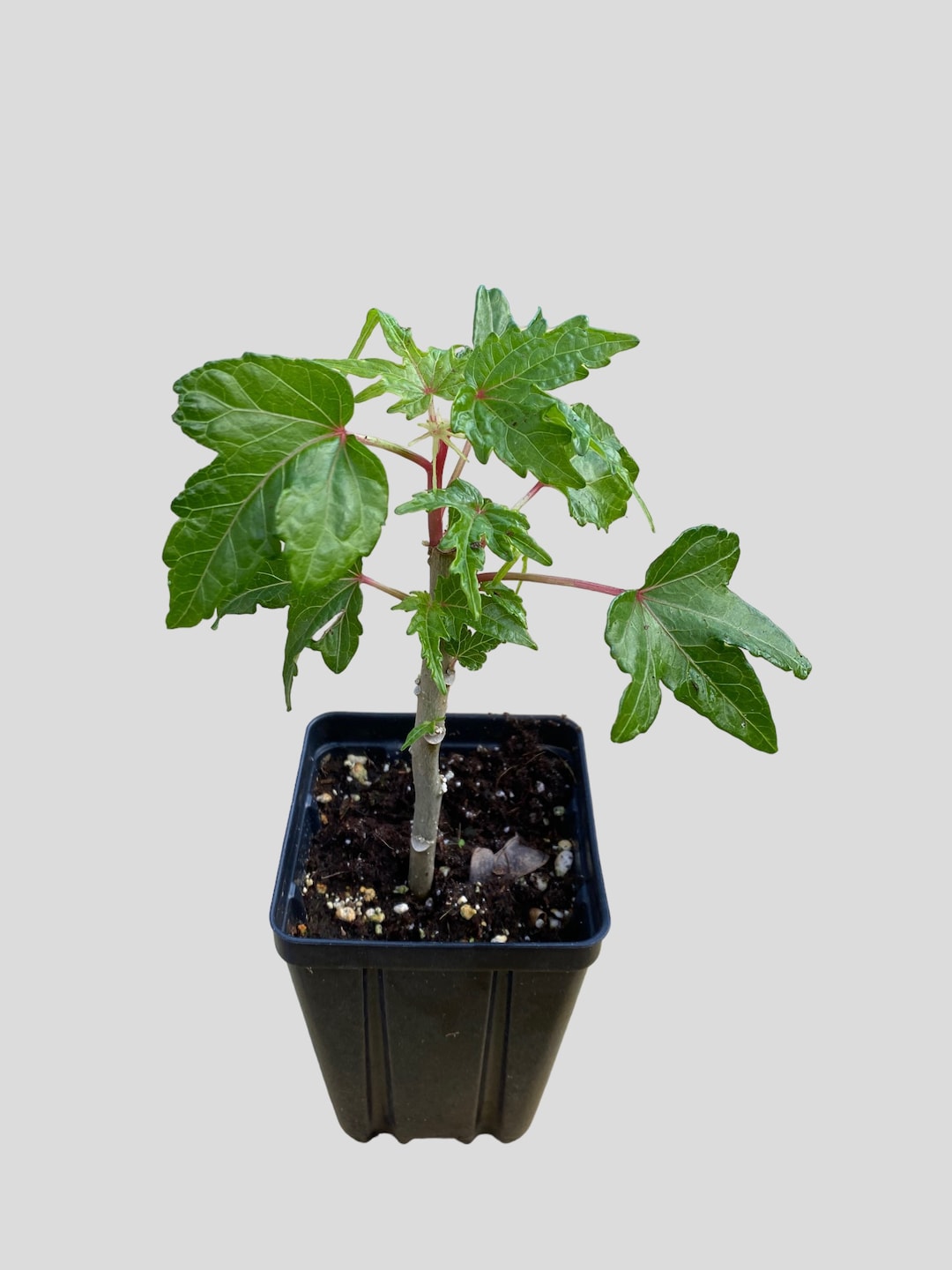 Sea Salad Tree - Etsy