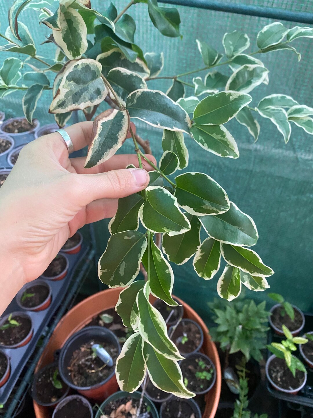 Variegated Paulista Jaboticaba 2 SCIONS - Etsy