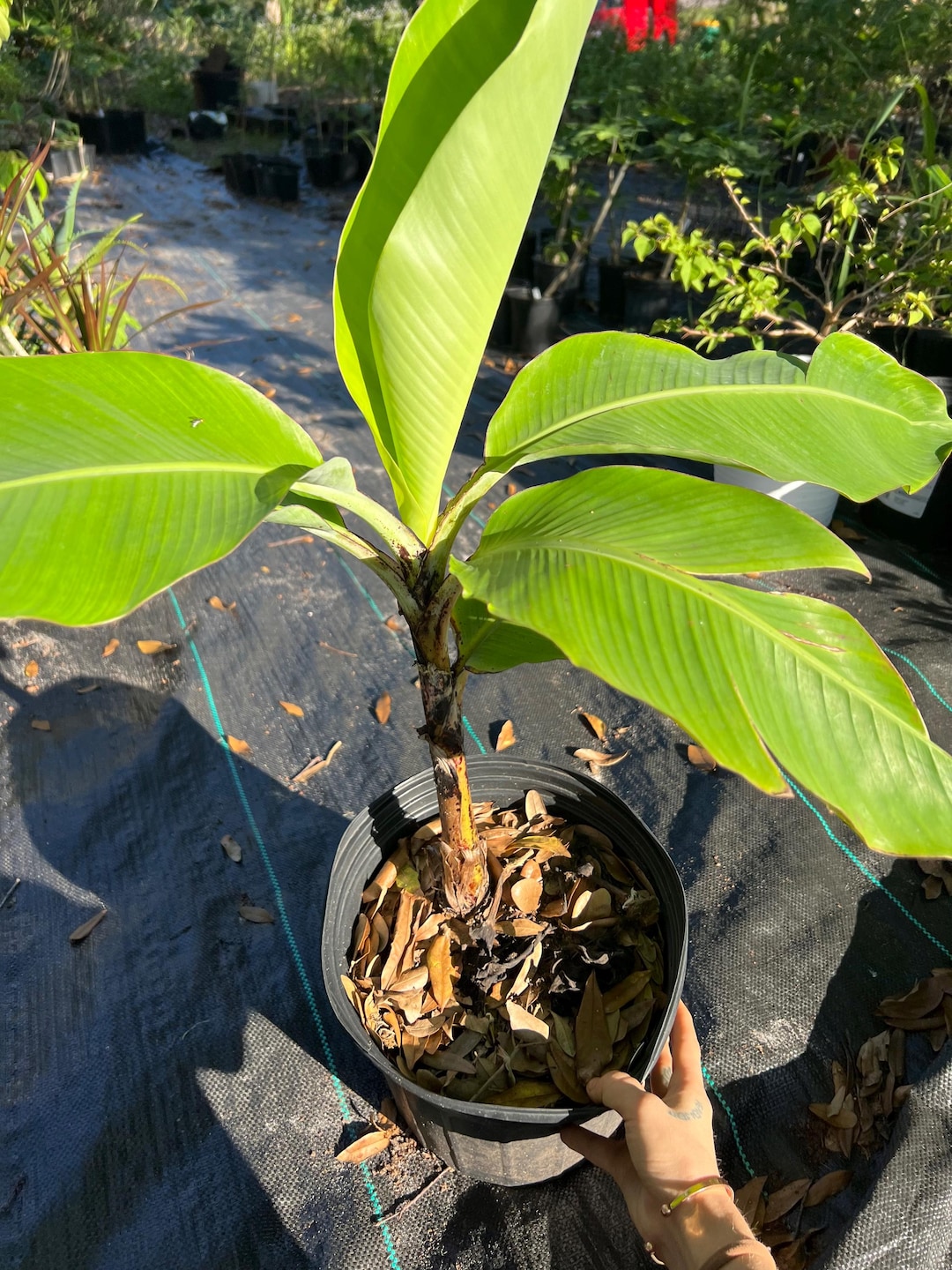 Pre Order 3 Gallon Veinte Cohol Banana (musa Hybrid) - Etsy