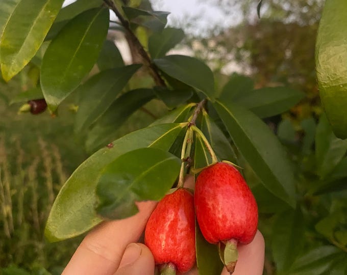 Organic Eugenia Uniflora Black - 'suriname Cherry' Live Plant - Etsy