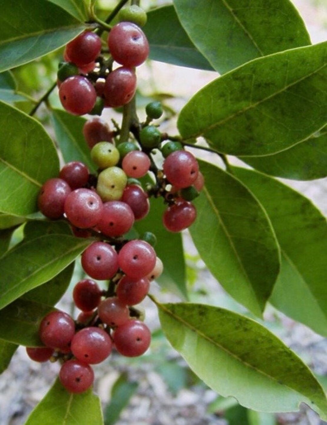 5+ Gin Berry SEEDS - Etsy