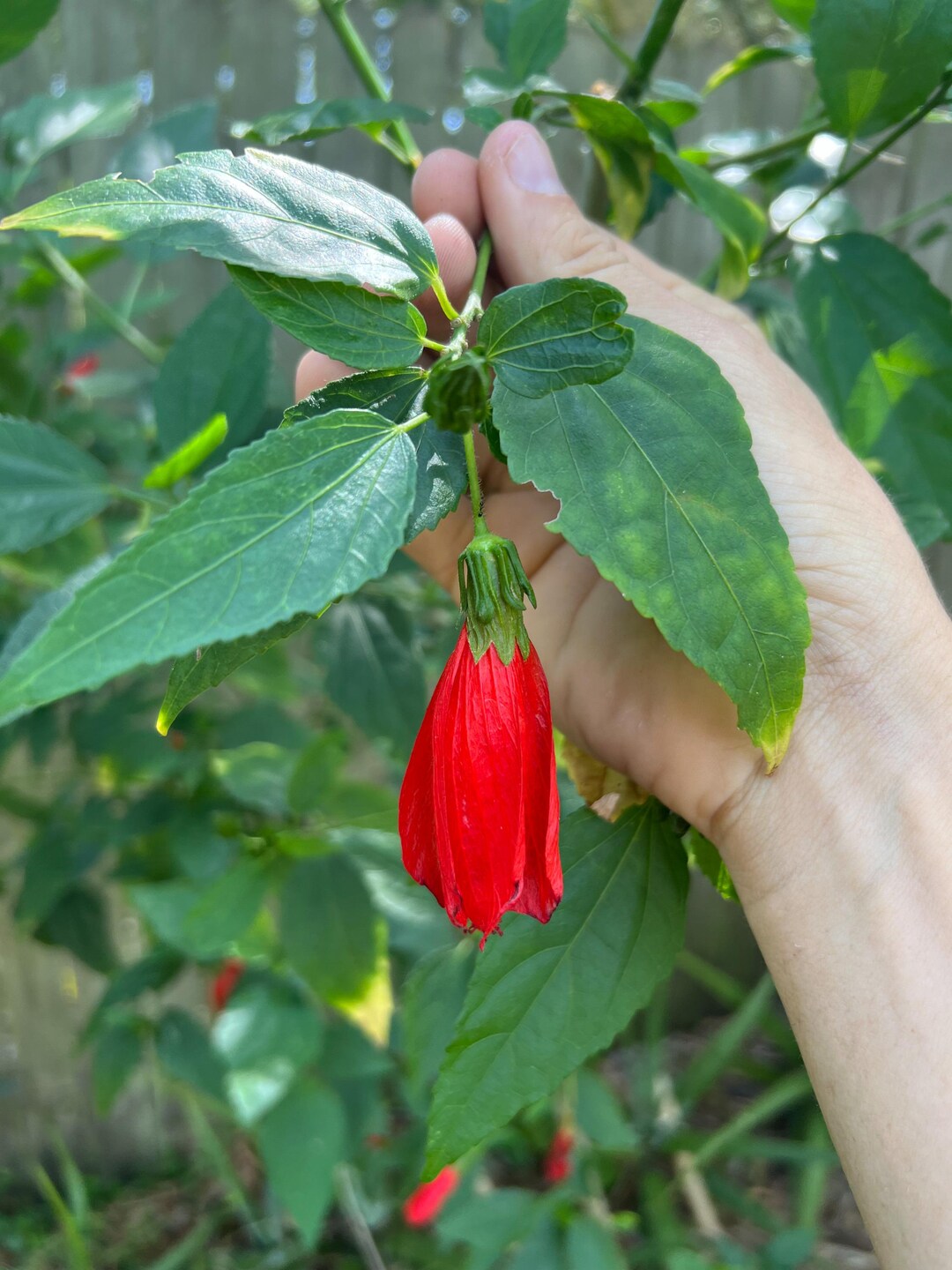 Red Turks Cap 3 CUTTINGS - Etsy
