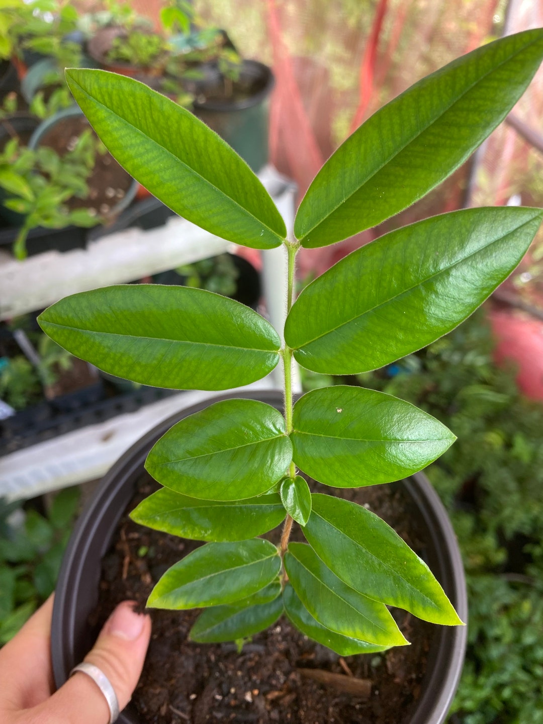 Yellow Jaboticaba Seedling 4inch Pot - Etsy