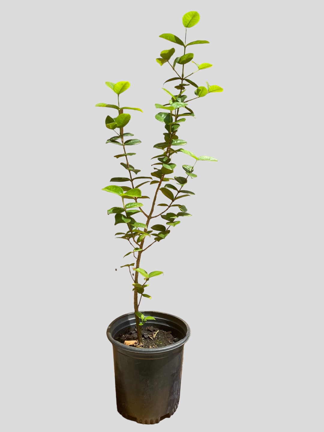 Flowering Pitangatuba or Star Cherry Seedling - Etsy