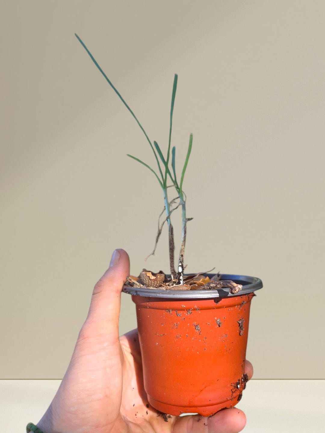 Evergreen Bunching Garlic Starter Plants in a 4inch Pot - Etsy