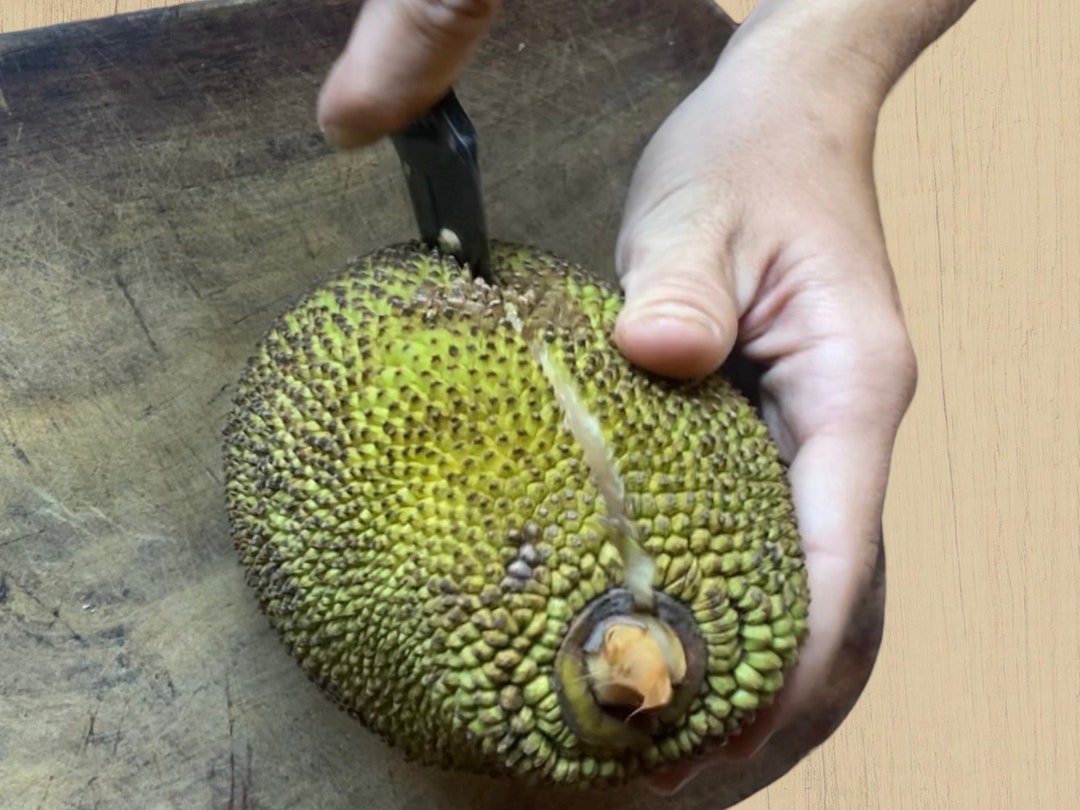 Dwarf Jackfruit Seedling - Etsy