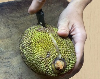Dwarf Gulabi Jackfruit Starter Tree ROSE Scented Huge Fruit on Small 8 ...