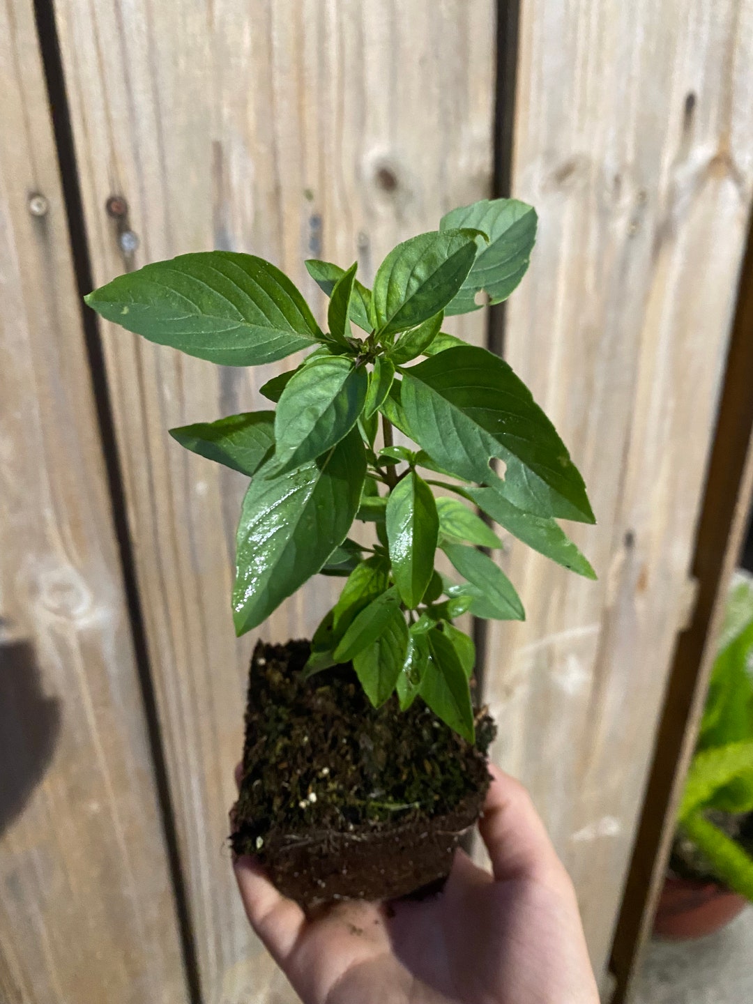 Thai Basil PLUG - Etsy