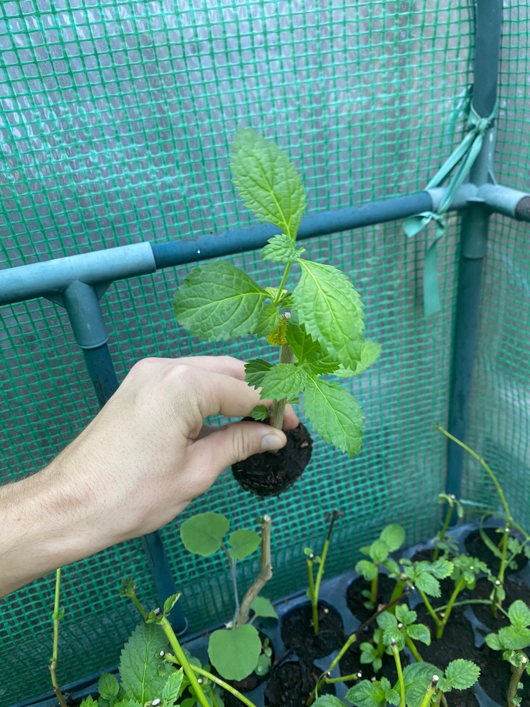 BOGO FREE Blue Porter Weed PLUGS - Etsy