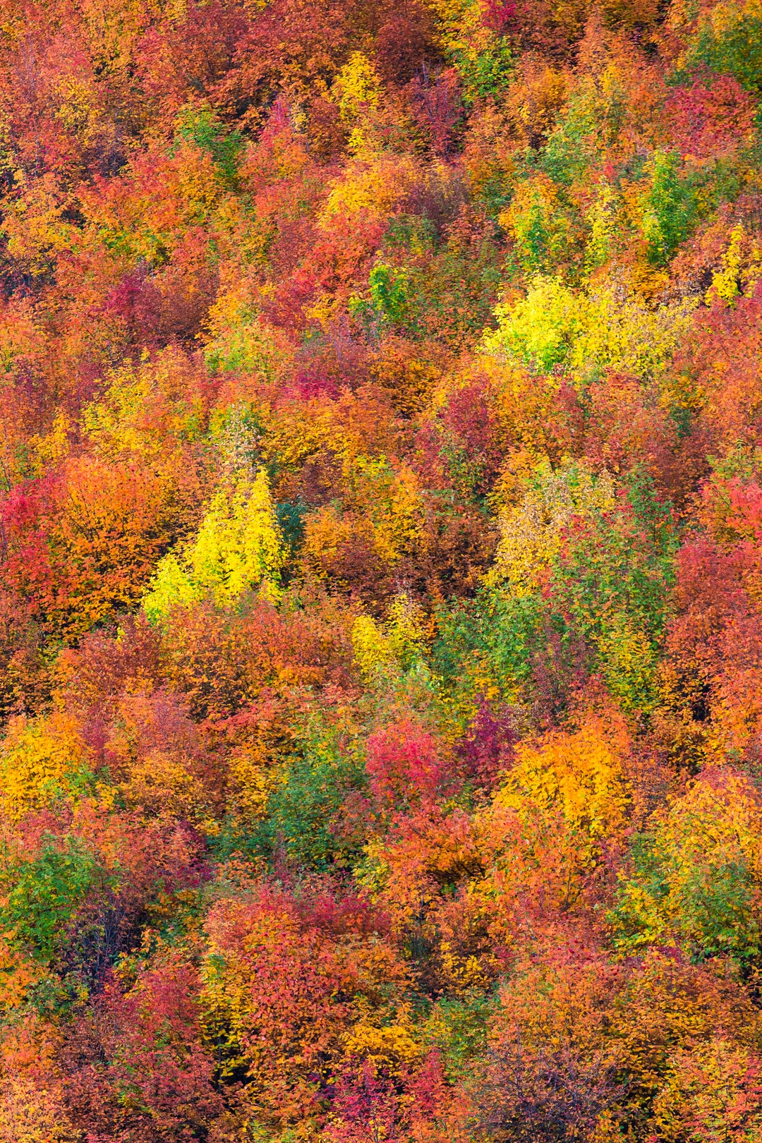 Autumn Colours, New Zealand Digital Print, Modern Wall Art Canvas, Home ...