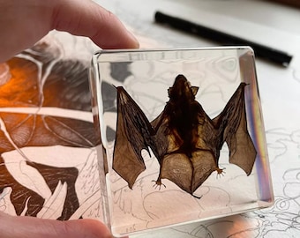 Preserved Bat Specimen - Etsy