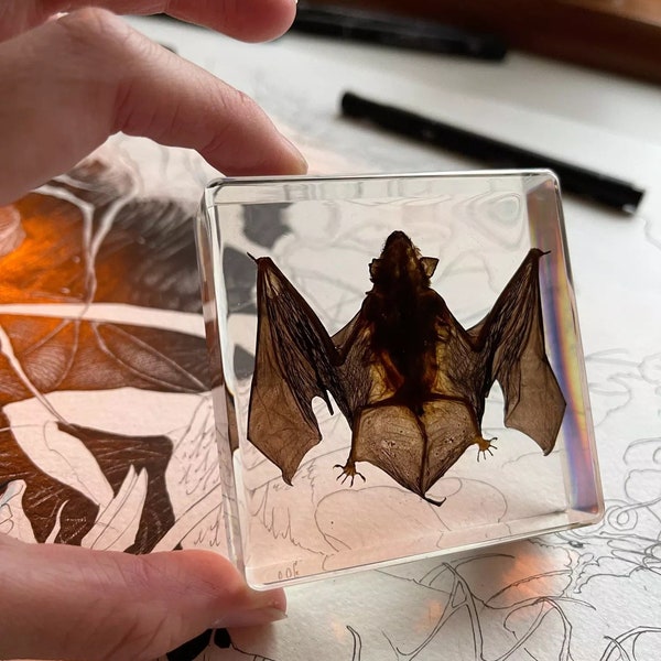 Bat Taxidermy - Etsy