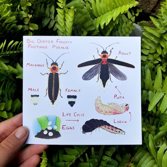 Firefly Insect Identification Card Print - Etsy