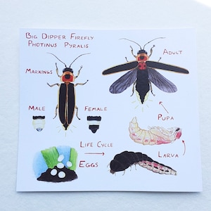 Firefly Insect Identification Card - Print - Etsy