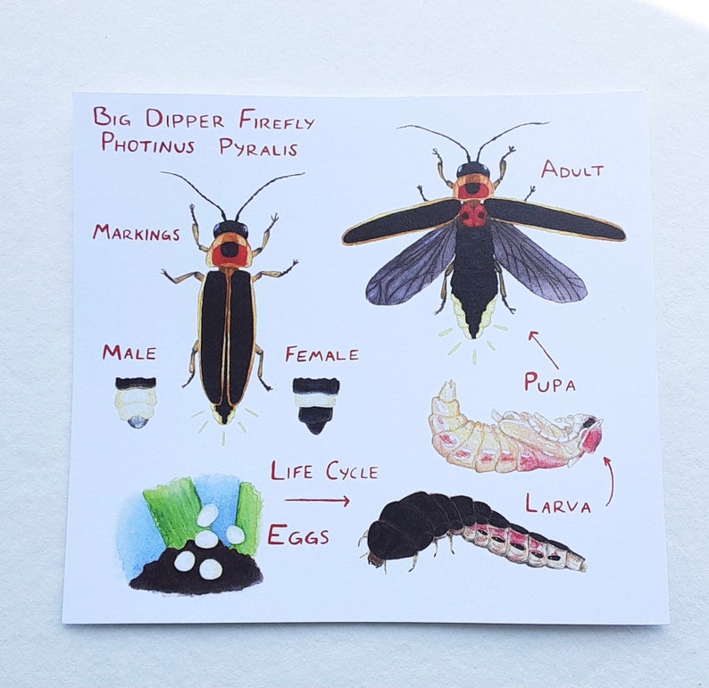 Firefly Insect Identification Card - Print - Etsy
