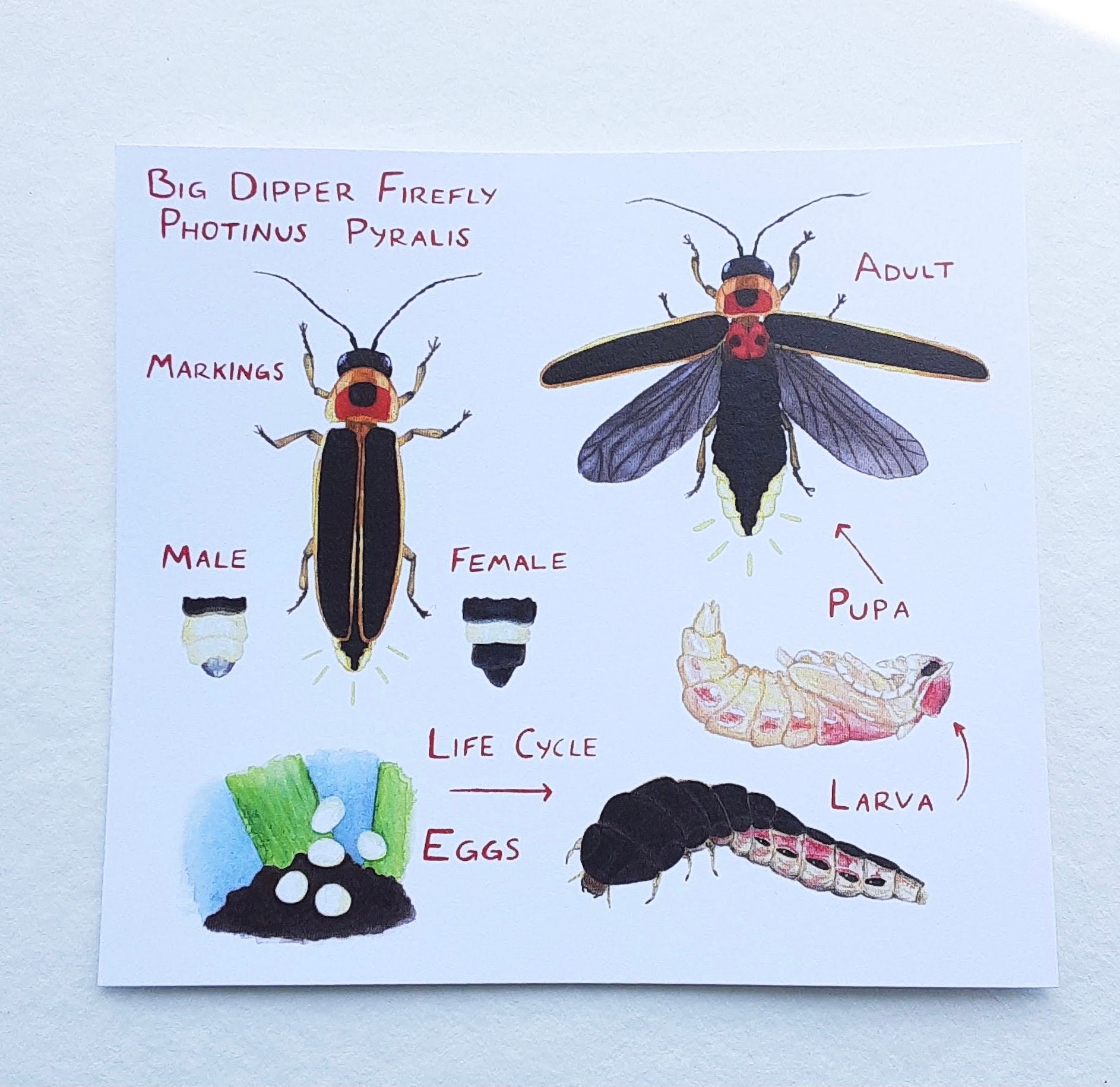 Firefly Insect Identification Card - Print - Etsy