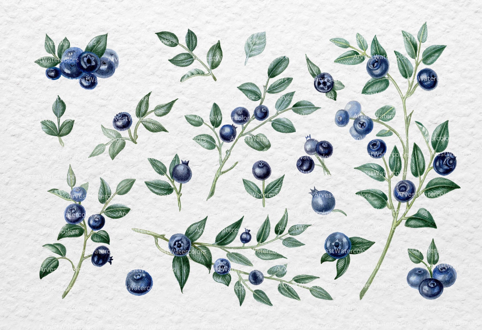 Watercolor Blueberry Set | Berries Clipart | Botanical and Food ...