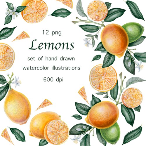 Watercolor Citrus Clipart Tropical Wedding Clip Art With | Etsy