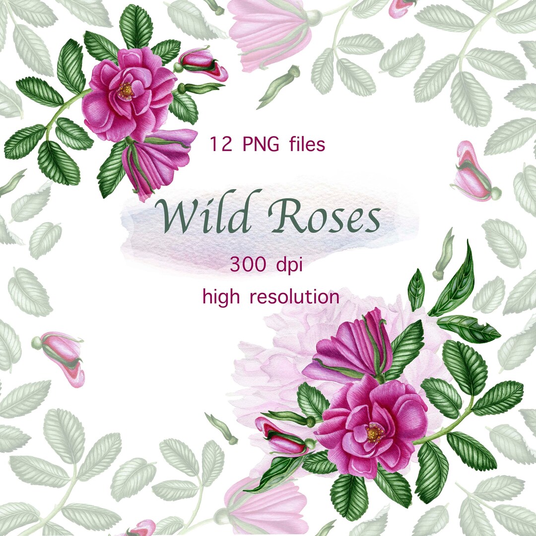 Watercolor Roses Set | Roses Clipart | Botanical Illustration | Digital ...
