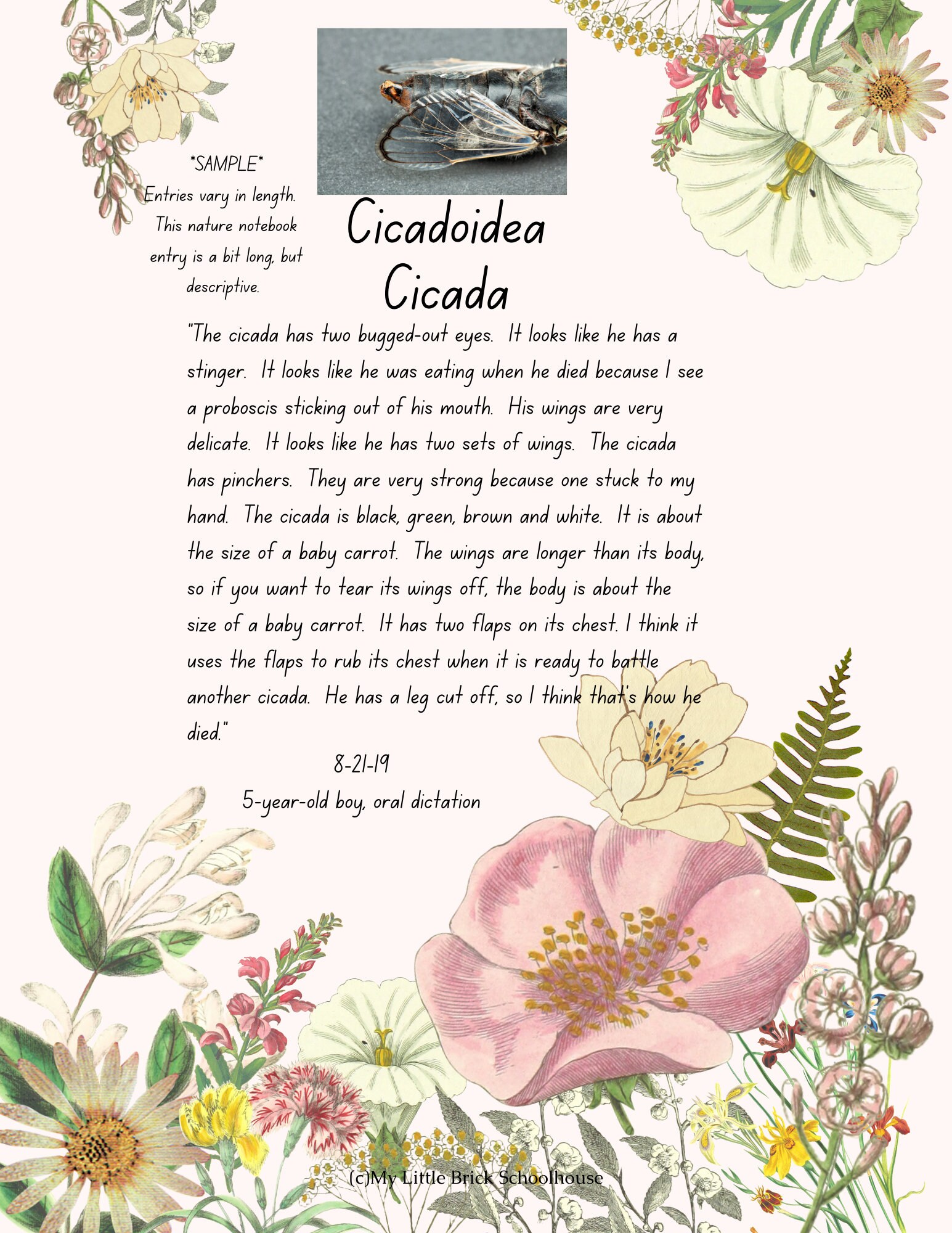 Charlotte Mason Year of Nature Study: Nature Study Teaching Ideas - Etsy