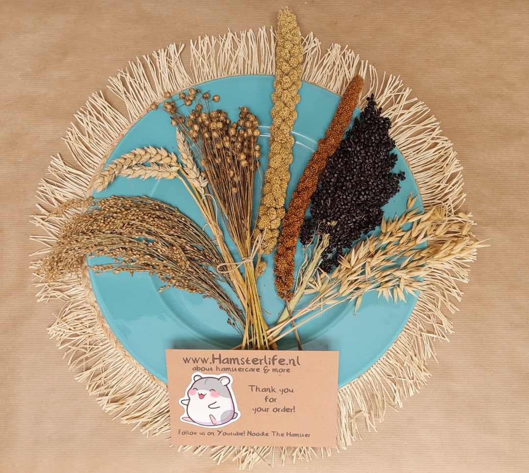 Hamster Spray Bundle - Oat, Wheat, Millets, Sorghum, Flaxseed - Hamster ...