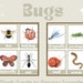 Bug Flash Cards Flash Cards Education Learning Digital Download ...