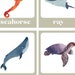 Ocean Animals Flash Cards Flash Cards Education Learning Digital ...