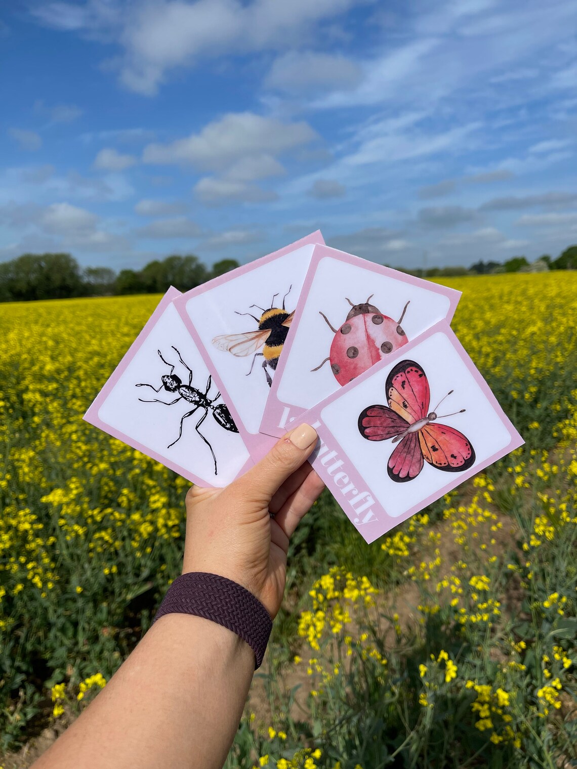 Bug Flash Cards Flash Cards Education Learning Digital Download ...