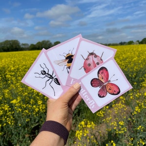 Bug Flash Cards Flash Cards Education Learning Digital Download ...