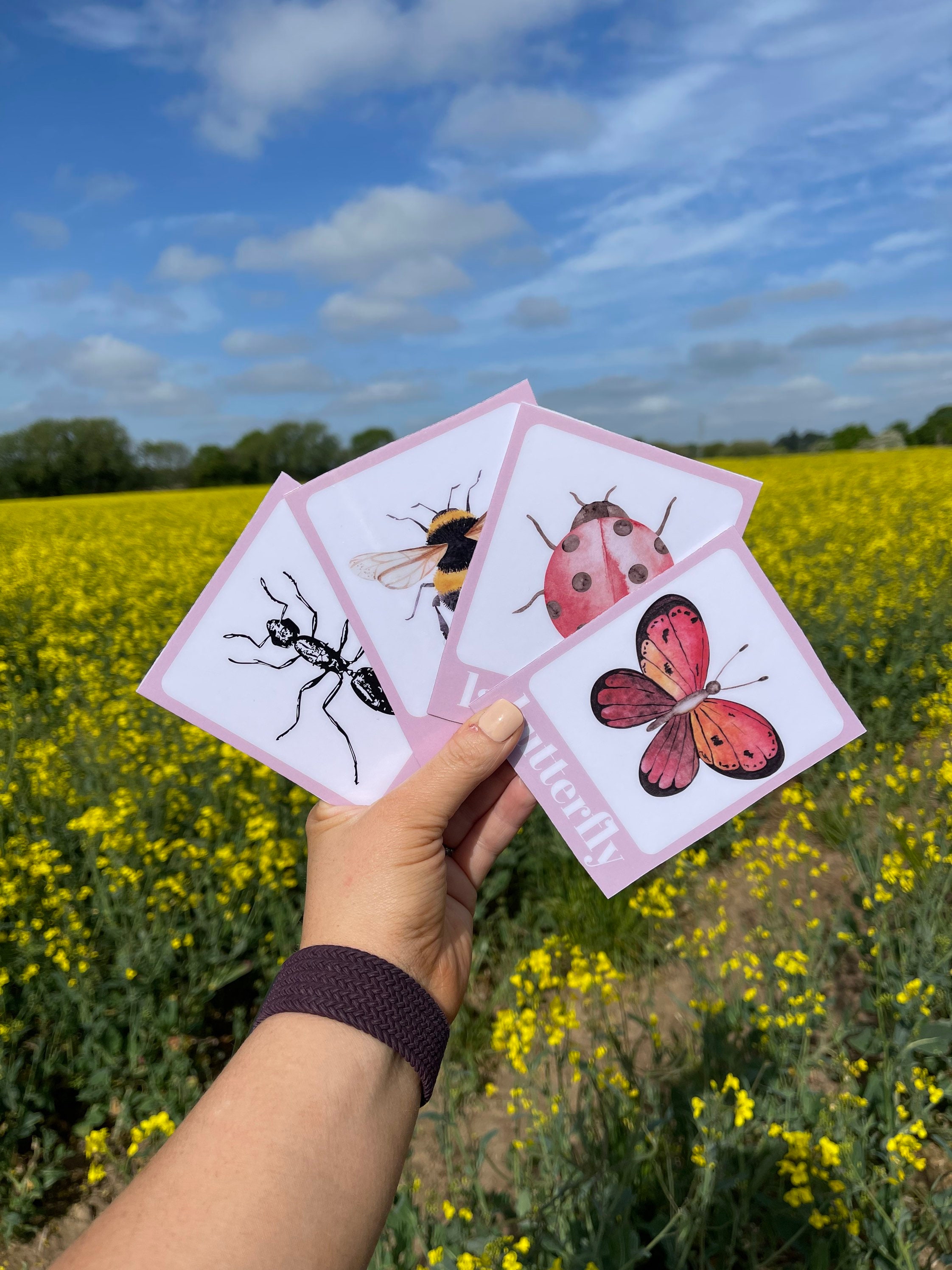 Bug Flash Cards Flash Cards Education Learning Digital Download ...