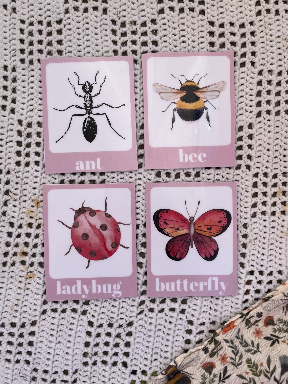 Bug Flash Cards Flash Cards Education Learning Digital - Etsy