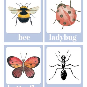 Bug Flash Cards Flash Cards Education Learning Digital Download ...