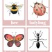 Bug Flash Cards Flash Cards Education Learning Digital Download ...