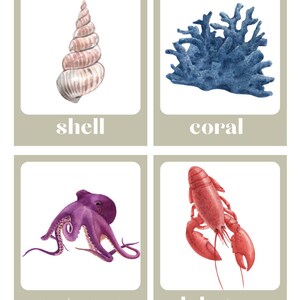 Ocean Animals Flash Cards Flash Cards Education Learning Digital ...
