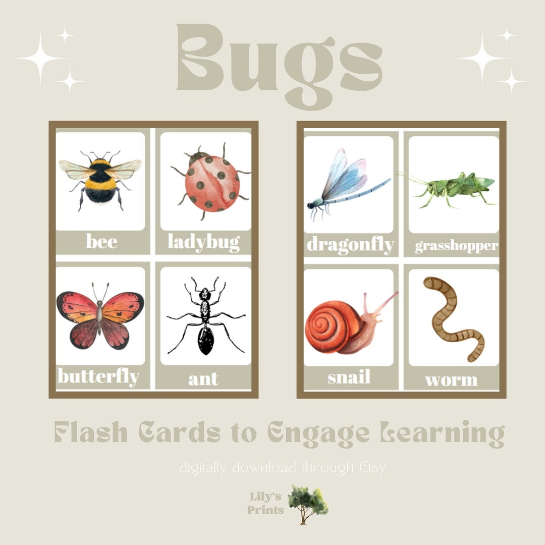 Bug Flash Cards Flash Cards Education Learning Digital Download ...