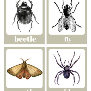 Bug Flash Cards Flash Cards Education Learning Digital Download ...