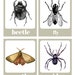 Bug Flash Cards Flash Cards Education Learning Digital Download ...